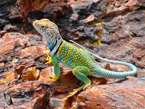 Download Green Leopard Collared Lizard Wallpaper