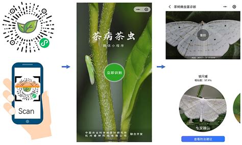Frontiers Tea Leaf Disease And Insect Identification Based On Improved Mobilenetv3