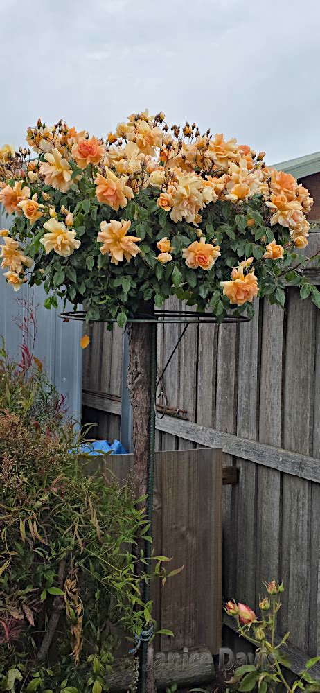 Thoughts And Happenings The Roses