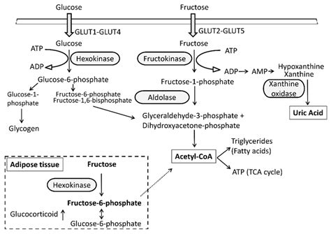 Intracellular Metabolism Of Fructose And Glucose The Intracellular