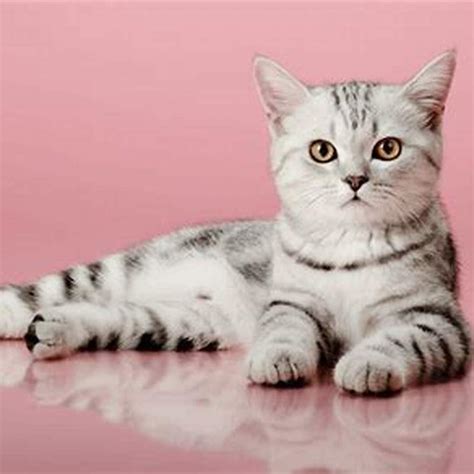 How Old Is A Female Cat Ready To Mate Diy Seattle