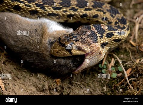 Gopher Snake Eating