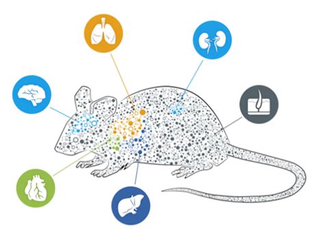 Eliminating Artifacts In Tissue Dissociation Methods A Review