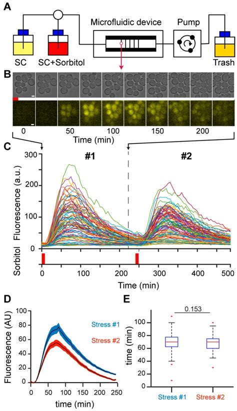 Hyperosmotic Stress Response Memory Is Modulated By Gene Positioning In