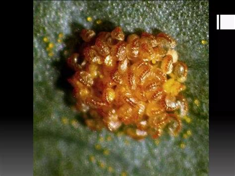 Spore And Cone Bearing Plants Vegetative Propagation Pptx Gardening Home And Garden