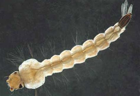 The 4 “e”s For Easy Breezy Beautiful Mosquito Source Reduction