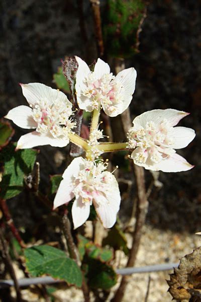 Xanthosia Rotundifolia Australian Native Plants Society Australia