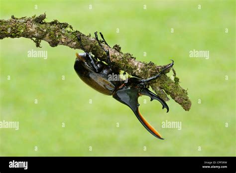 Hercules Beetle Dynastes Hercules A Form Of Rhinoceros Beetle