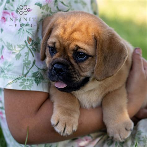Player Puggle Puppy