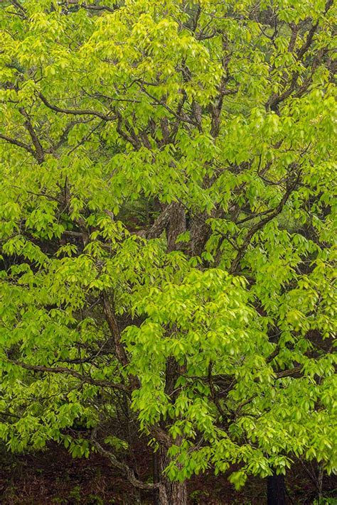 How To Identify Diffe Types Of Oak Trees In Usa And Canada Infoupdate Org