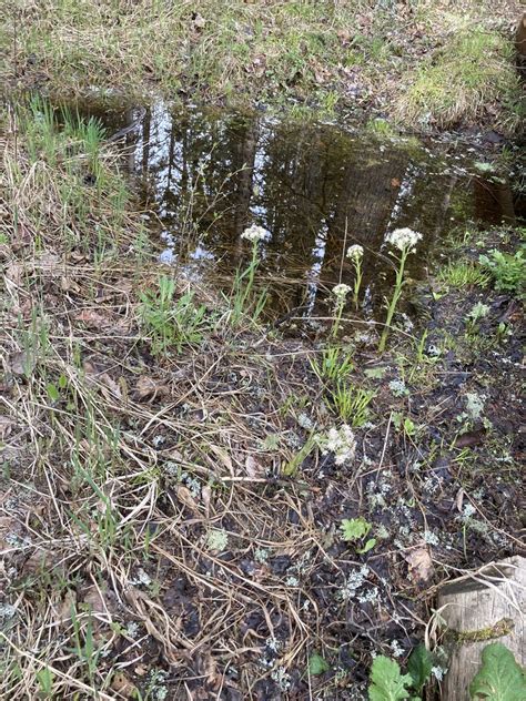Arctic Butterbur From Foothills County Ab Canada On May 25 2024 At