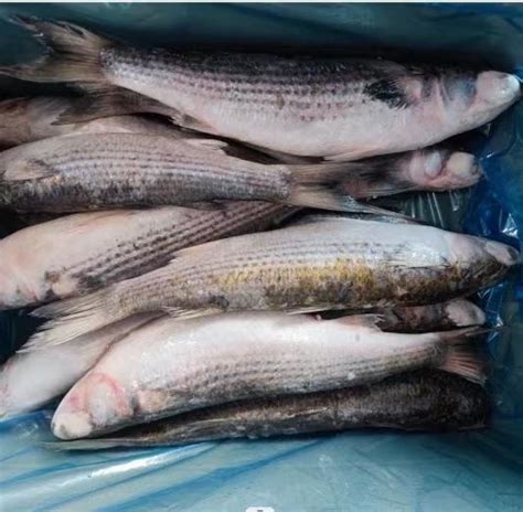 China Frozen Grey Mullet Wr Manufacturers Suppliers Factory Buy Frozen Grey Mullet Wr