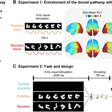 Rhythmic Visual Stimulation Entrains The Dorsal Cortical Pathway A
