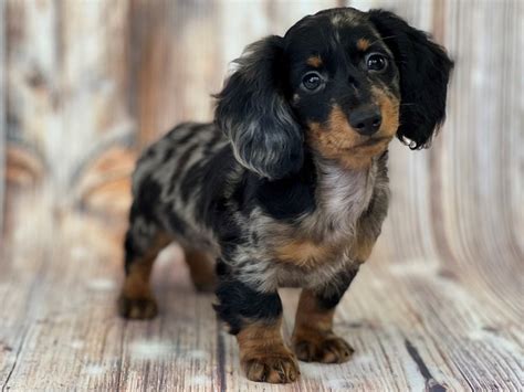 Silver Dapple Dachshunds