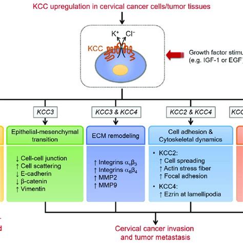 Regulation And Homeostasis Of Cell Volume Regulatory Volume Decrease Download Scientific