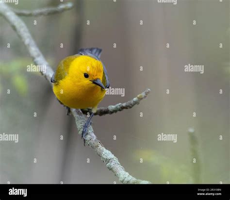 Prothonotary Warbler Protonotaria Citrea At Magee Marsh Ohio Usa