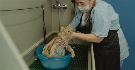 Cat Has Blood In Stool Why And What To Do