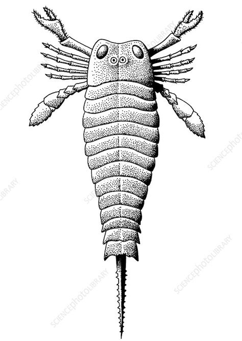 Eurypterid Stock Image E4420622 Science Photo Library