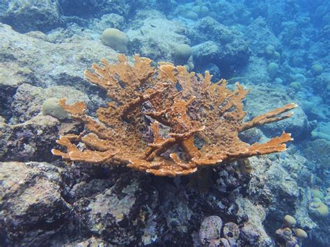 Corals Are Marine Invertebrates Within The Class Anthozoa Of The Phylum