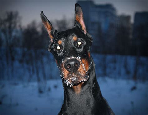 Dobermann Wallpapers Wallpaper Cave
