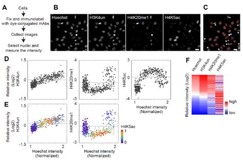Single Cell Multicolor Immunofluorescence Analysis A Experimental