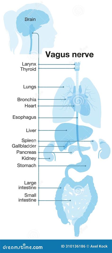 Vagus Nerve Part Of The Parasympathetic Nervous System Medically