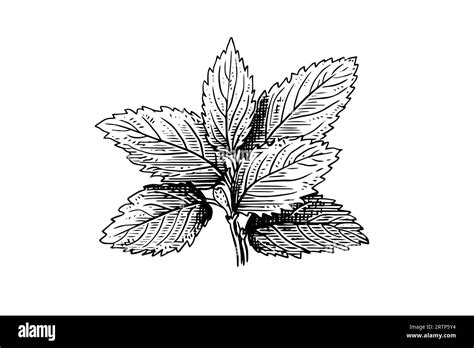 Mint Leaf Drawing