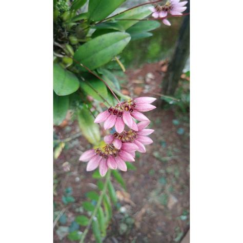 Tìm Hiểu Về Lan Lọng Hiệp Cách Trồng Và Chăm Sóc Lan Chuẩn để Lưu Trữ