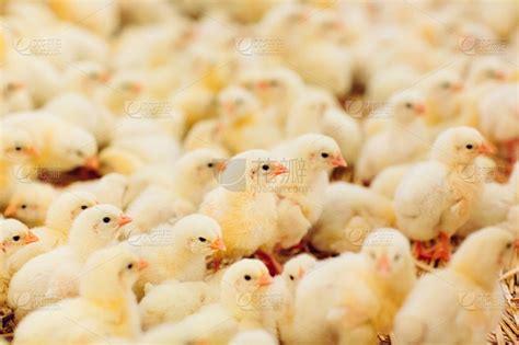 大型室内现代化养鸡场，喂鸡。