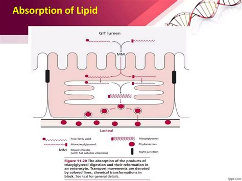 Lipid Digestion And Absorption Pptx