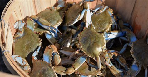 Can Blue Crabs Live In Freshwater Truth Revealed Tl Morris Seafood