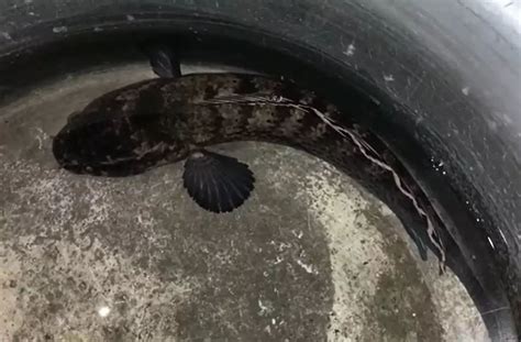 Assam Rare Ornamental Fish Rescued In Kaziranga