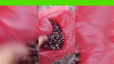 Mga Ilonggoilongga Jan Batad Kag Kasag Dira😊😊😊batadkasag Yummy