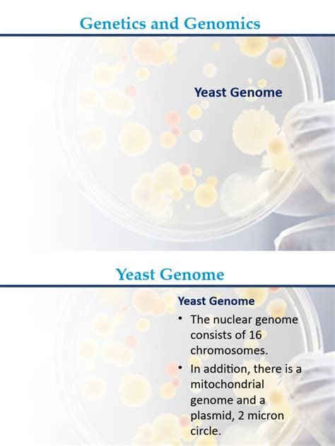 Lesson 24 Yeast Genome Pdf Genome Gene