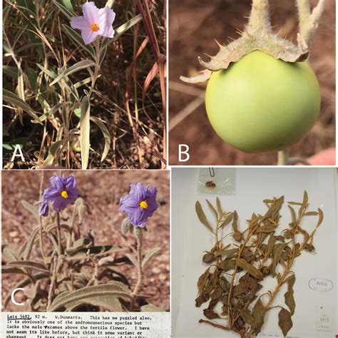 Principal Components Analysis Score Plot With Eigenvalues And The