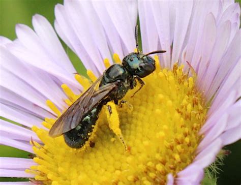 Gardening For Pollinators The Easy Way To Prune Perennials While