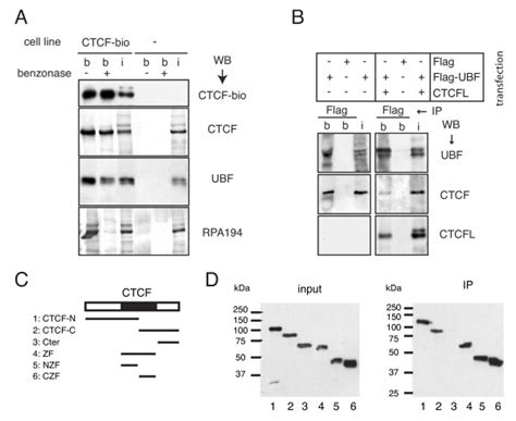 interaction of ccctc binding factor ctcf and ctcfl with upstream