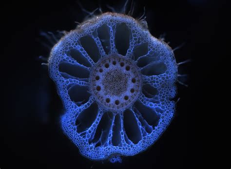 New Study Explores ‘legacy Effects Of Soil Microbes On Plants Across