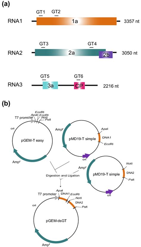 Selection Of Gene Targets And Construction Of Dsrna Expressing Vectors Download Scientific