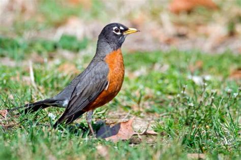 Bird Rust Colored Breast