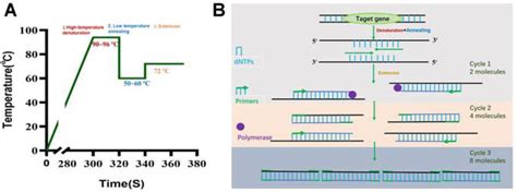 Pcr Techniques And Their Clinical Applications Intechopen