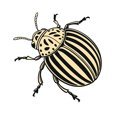 Showcase Of Leptinotarsa Decemlineata On White Surface 59079677 Vector