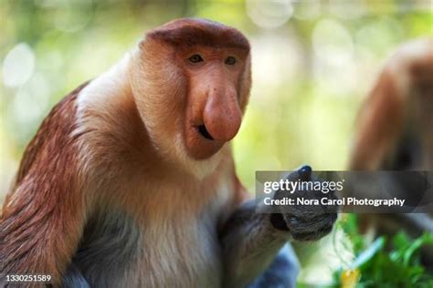 Confused Monkey Meme