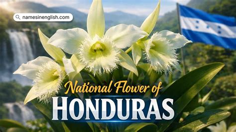 National Flower Of Honduras Rhyncholaelia Digbyana Orchid