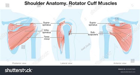 Illustration Showing Shoulder Anatomy Rotator Cuff Stock Illustration