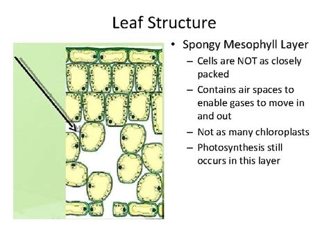 Chapter 22 Plant Structure And Function Parts Of
