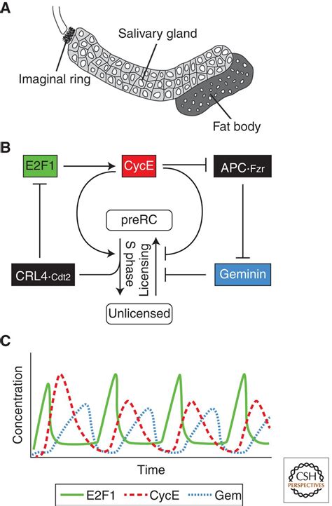 Endoreplication