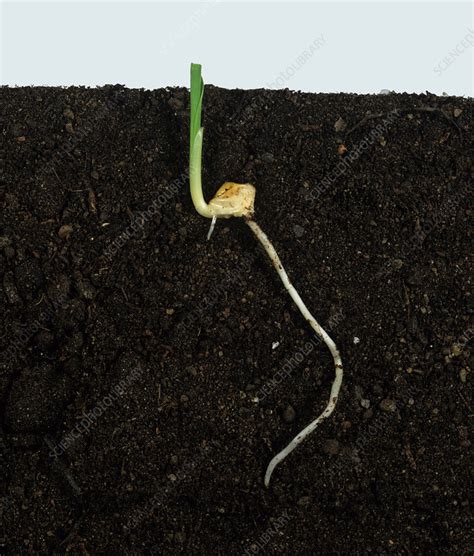 Germinating Maize Seedling Stock Image C006 5249 Science Photo Library