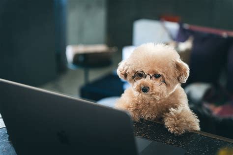 【初心者向け】python Seaborn Histplotで簡単！データ分布の可視化 たまこじブログ