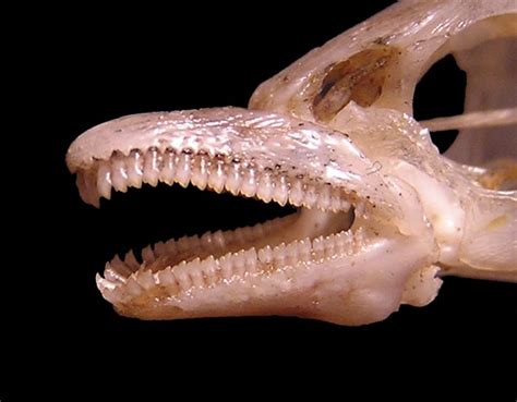 Phago Род ФАГИ 3 вида